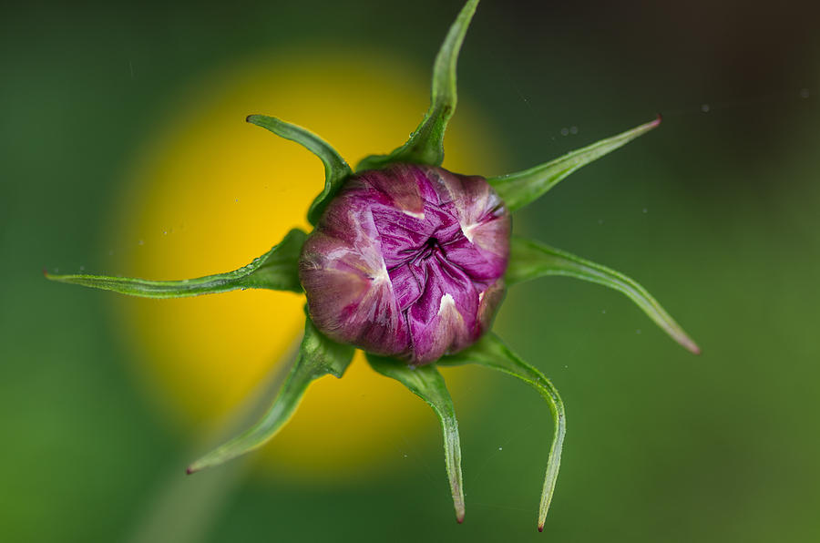 Budding Flower Photograph by Greg Nyquist - Pixels