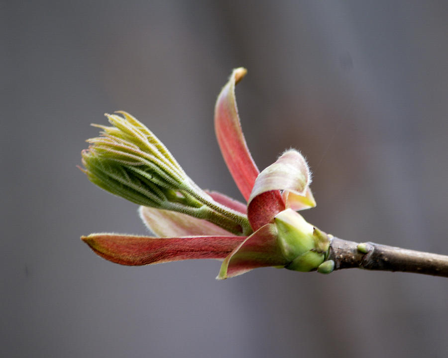Budding Maple 1 Photograph by Barry Doherty - Fine Art America