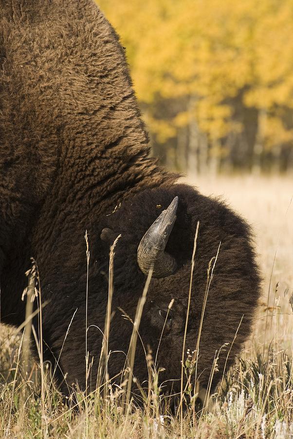 Buffalo Grazing Photograph by Philippe Widling - Pixels