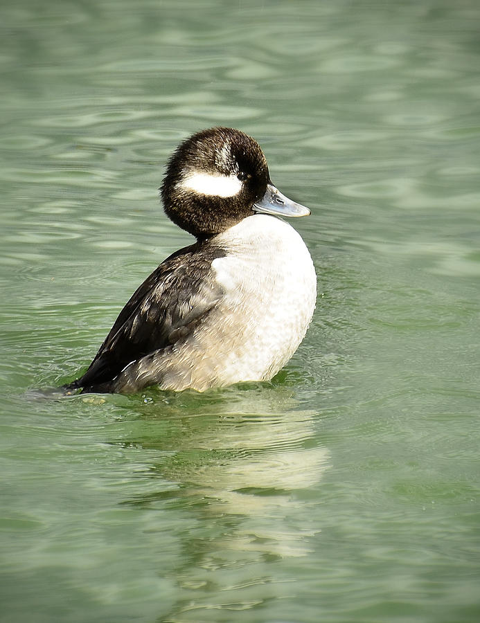 Bufflehead Photograph by Saija Lehtonen - Pixels