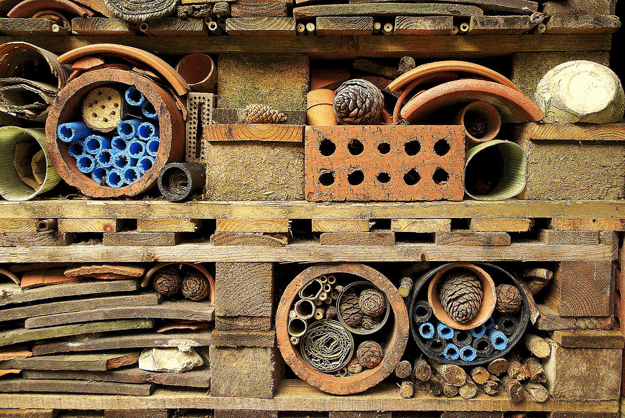 Bug Home Photograph by Lee Rees - Fine Art America