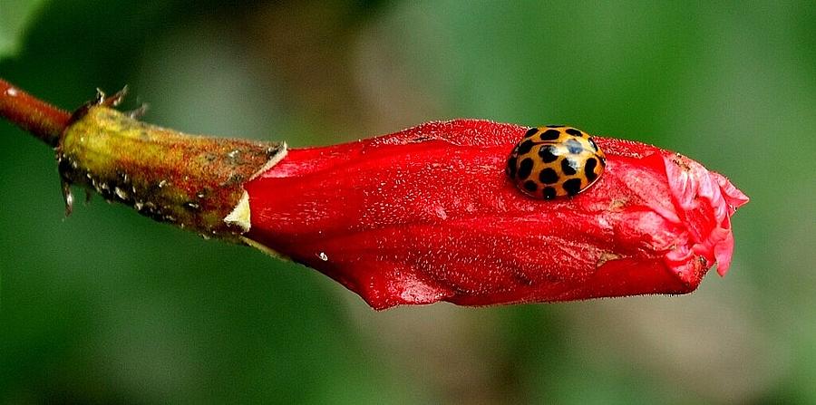 Bug Time Photograph by Lynnette Wells - Fine Art America