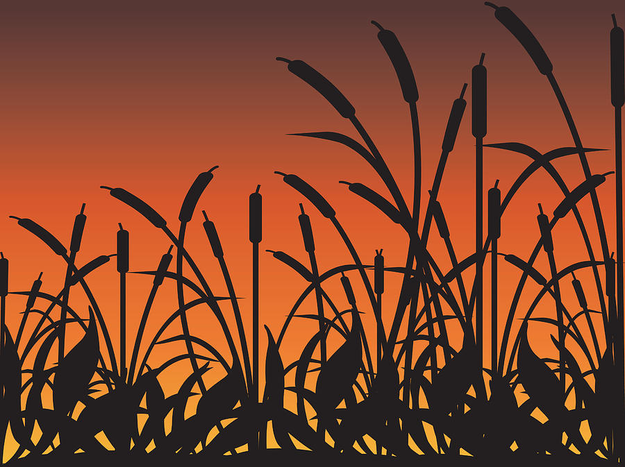 Bull Rushes Digital Art by Kim French | Pixels Bull Rushes Digital Art by Kim French | Pixels