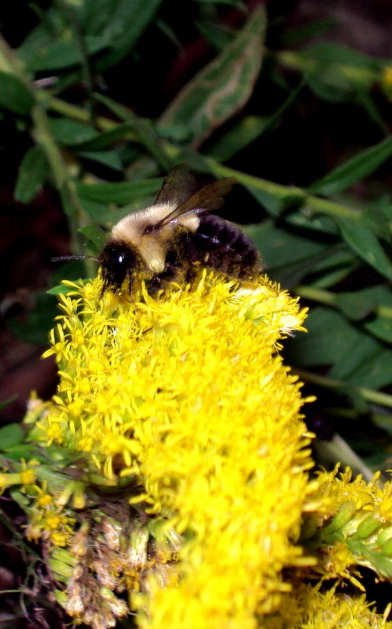 Bumble Bee Photograph by Carrie Cortes - Pixels