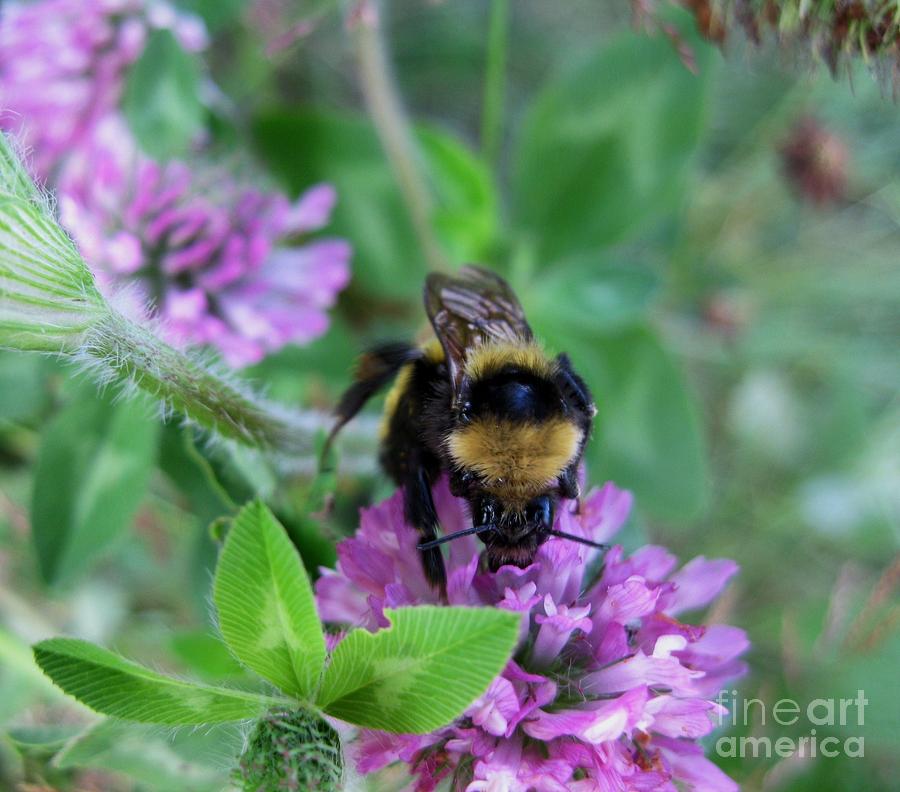 Bumble Bee Photograph by Liz Pasch - Fine Art America