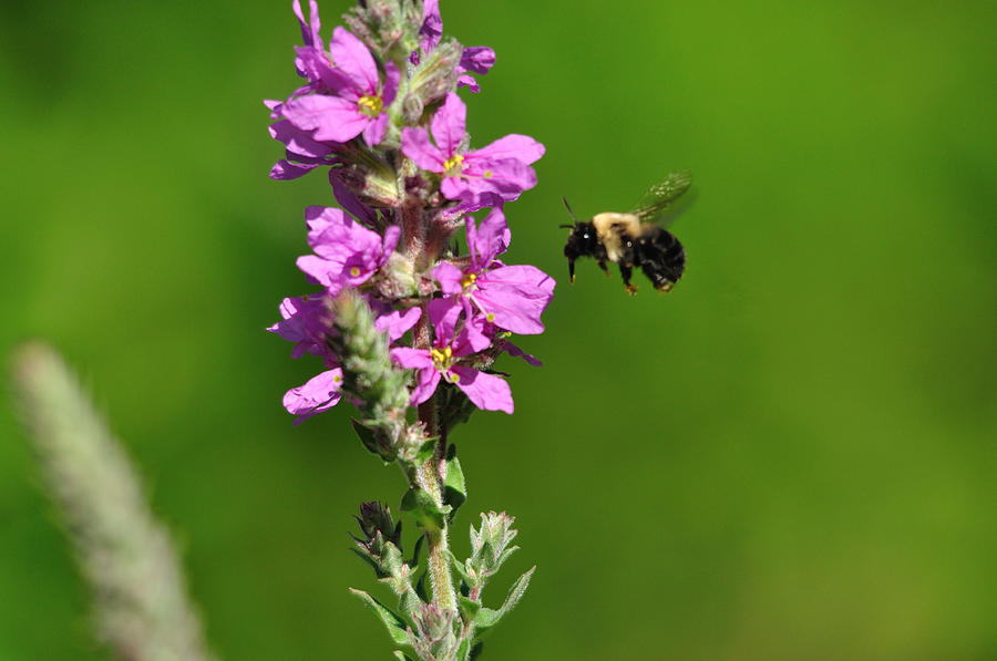 Bumble Bee Photograph by Valarie Davis | Pixels