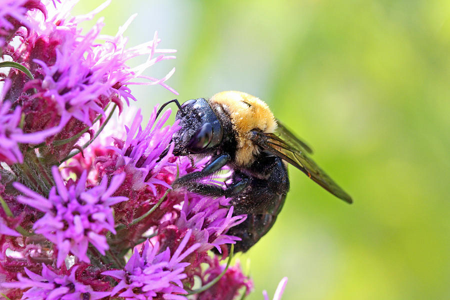Bumblebee buzz Photograph by Becky Lodes