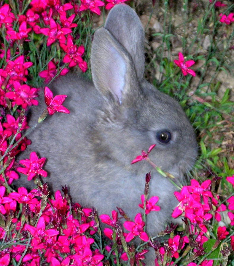 Bunny in Pink Photograph by Katie Williams - Fine Art America
