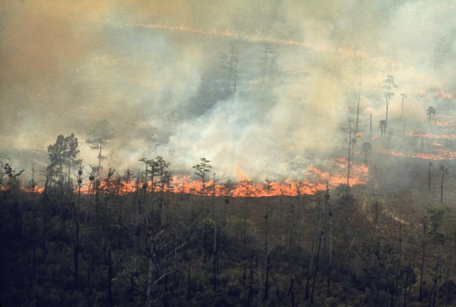 Burning Fields In The Florida Photograph by Everett | Pixels