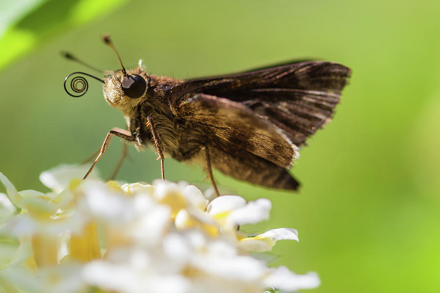 Butterfly Black Devil Photograph by Craig Lapsley