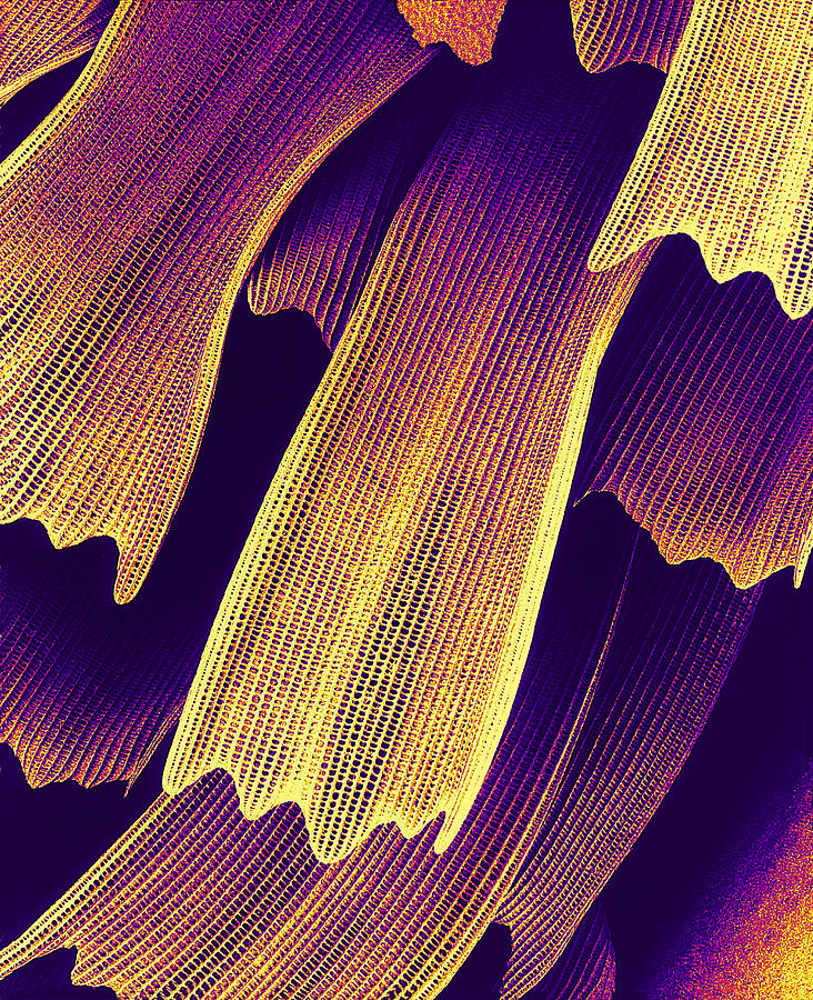Butterfly Wing, Sem Photograph by Science Photo Library - Fine Art America