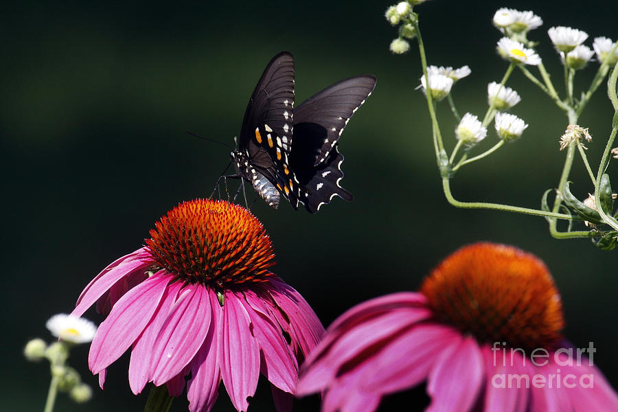 Butterfly Work Photograph by Brenner Studios - Fine Art America