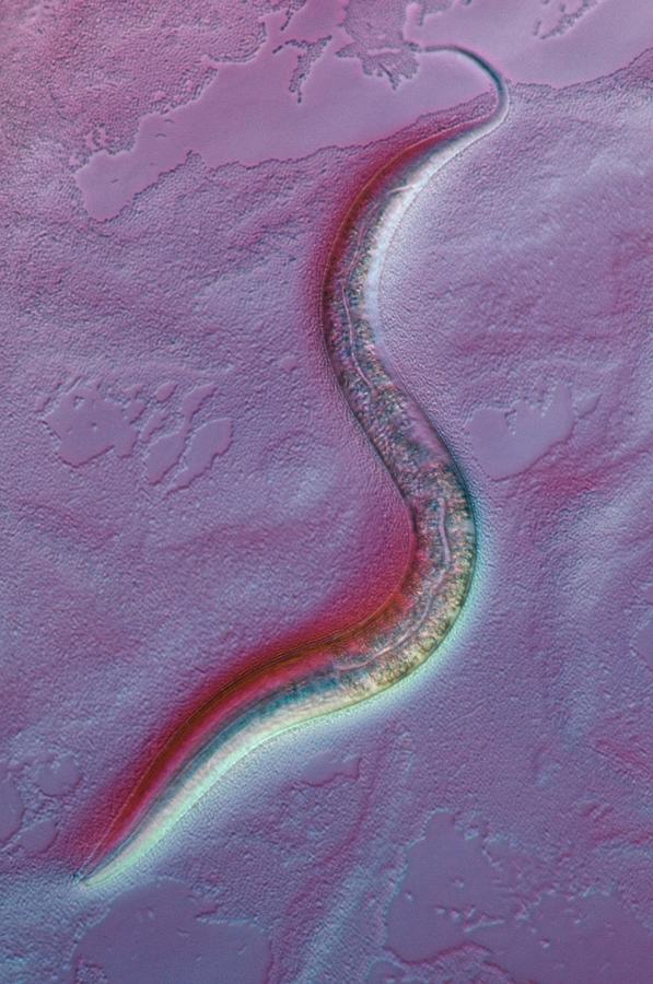 C. Elegans Worm, Light Micrograph by Science Photo Library