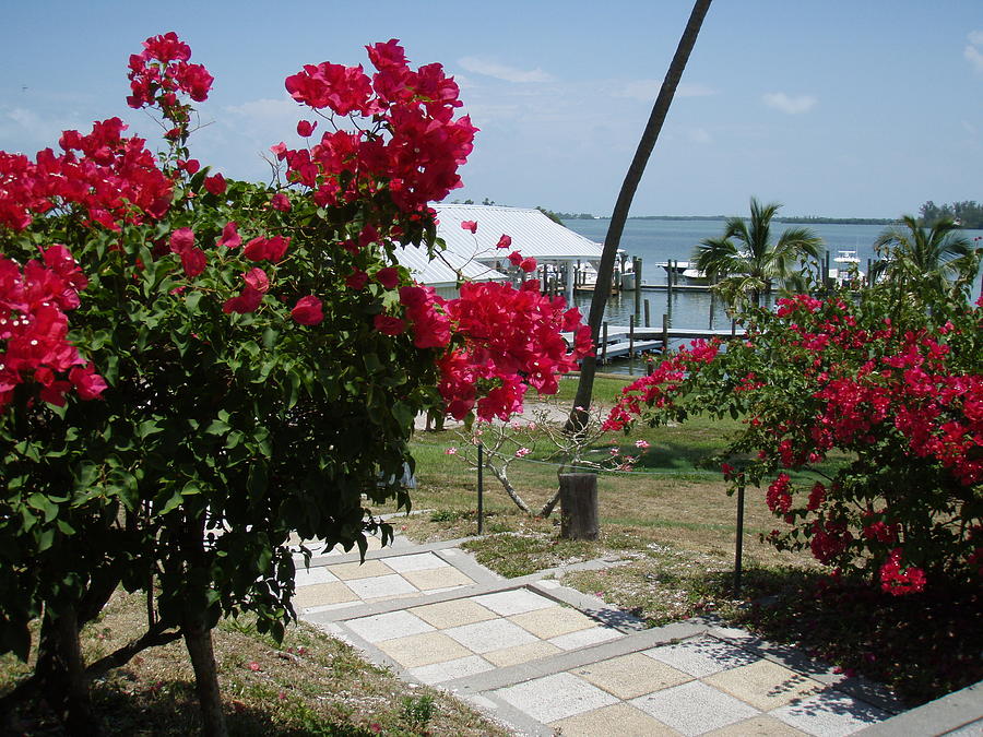 Cabbage Key Photograph by William Carson Jr - Fine Art America