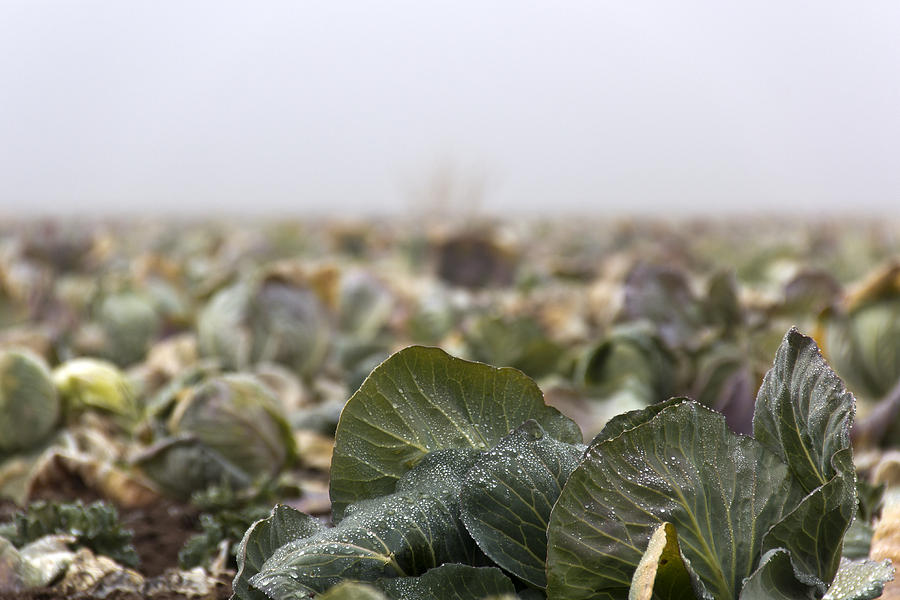 Cabbage Patch Photograph by Ethan Bach - Fine Art America