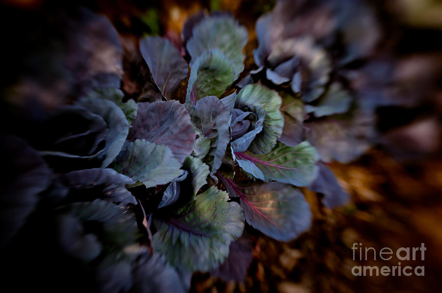 Cabbage Patch Photograph by Venetta Archer - Fine Art America