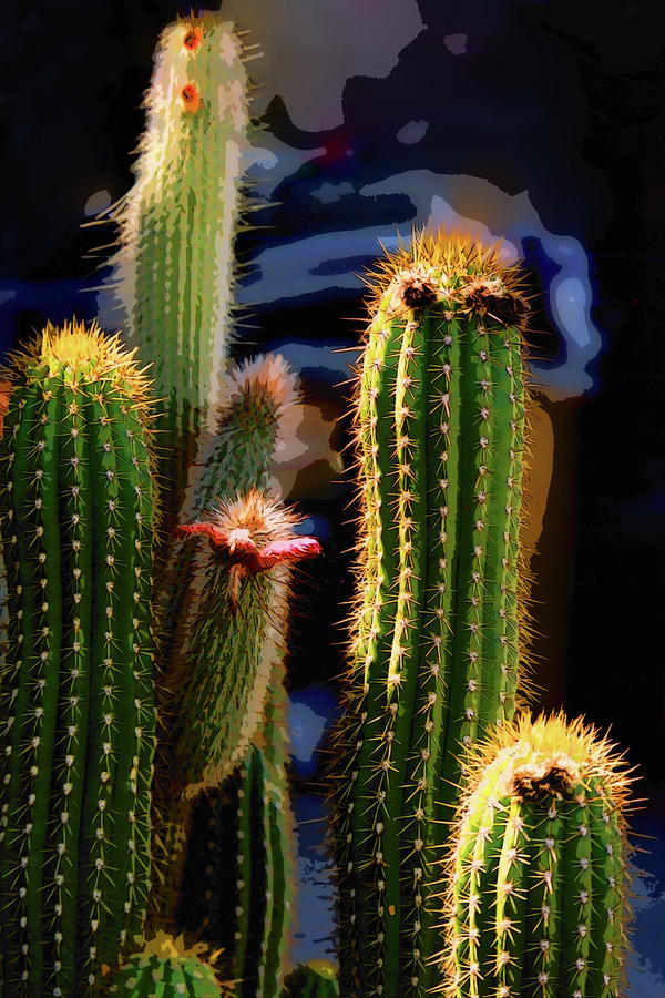 Cactus Faces Photograph by Rianna Stackhouse - Fine Art America