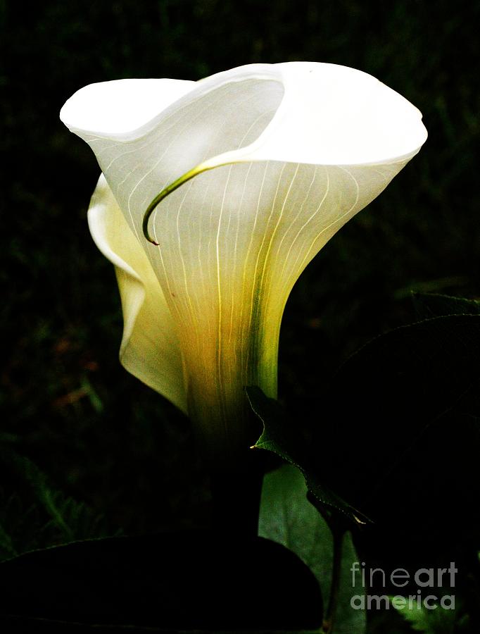 Cala Lily Painting by Adele Pfenninger - Pixels