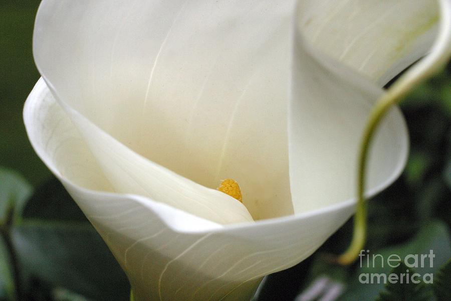 Cala5 Painting by Adele Pfenninger - Fine Art America