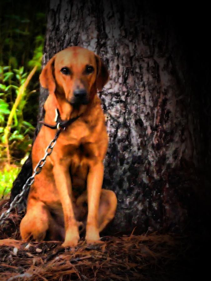 Call Him Sam Photograph by Anthony Walker Sr - Fine Art America