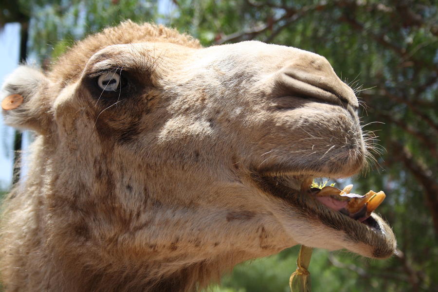 Camel Digital Art by Katie Mann - Fine Art America