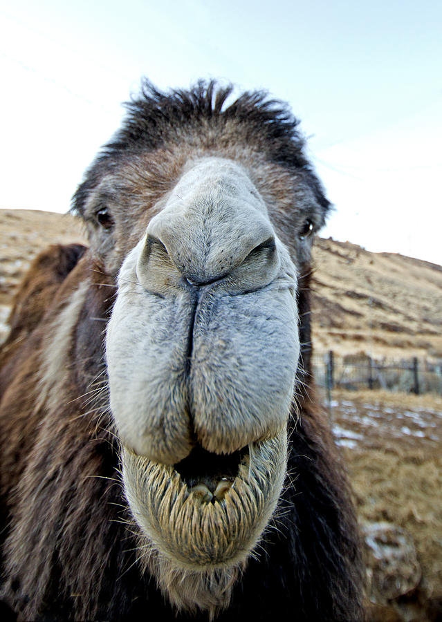 Camel Photograph by Elijah Weber - Fine Art America
