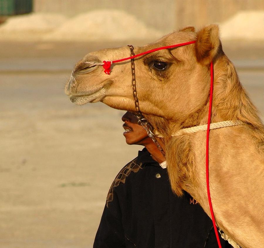 Camel Trainer Photograph by Anthony Silver