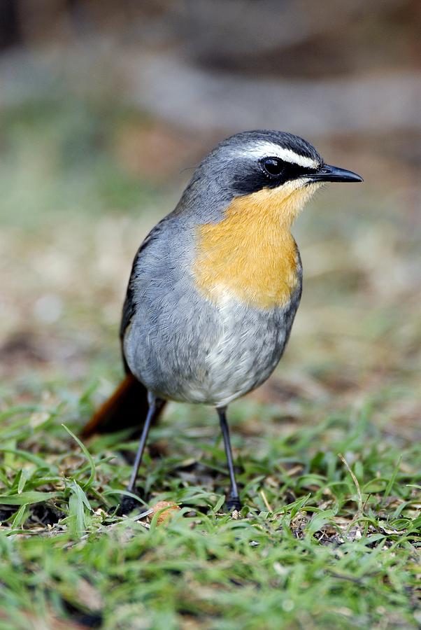 Cape Robin-chat Photograph by Peter Chadwick - Fine Art America