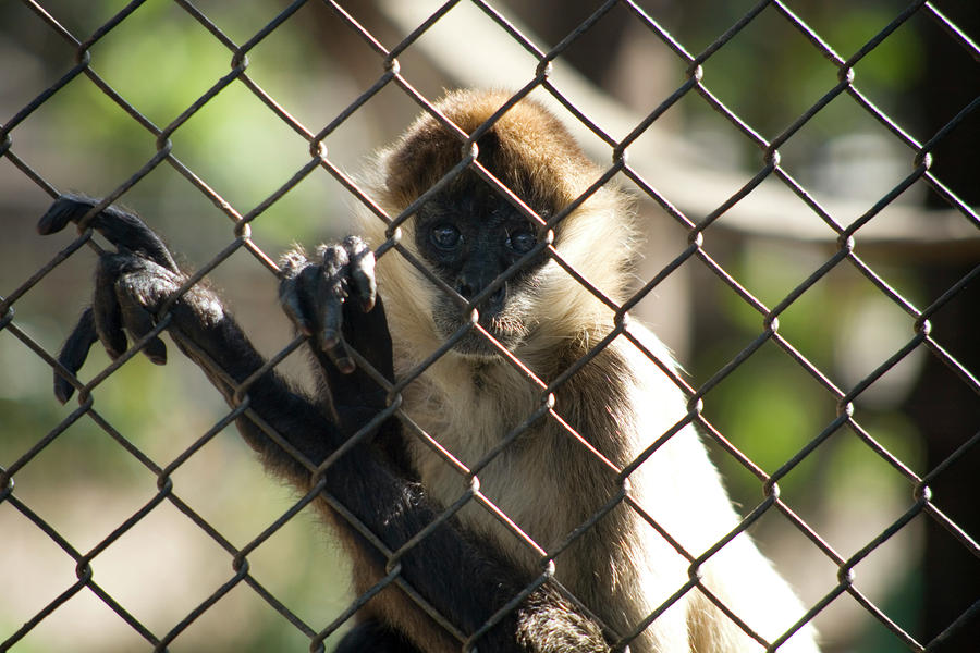 Captive Monkey Photograph by Ashlee Meyer - Fine Art America