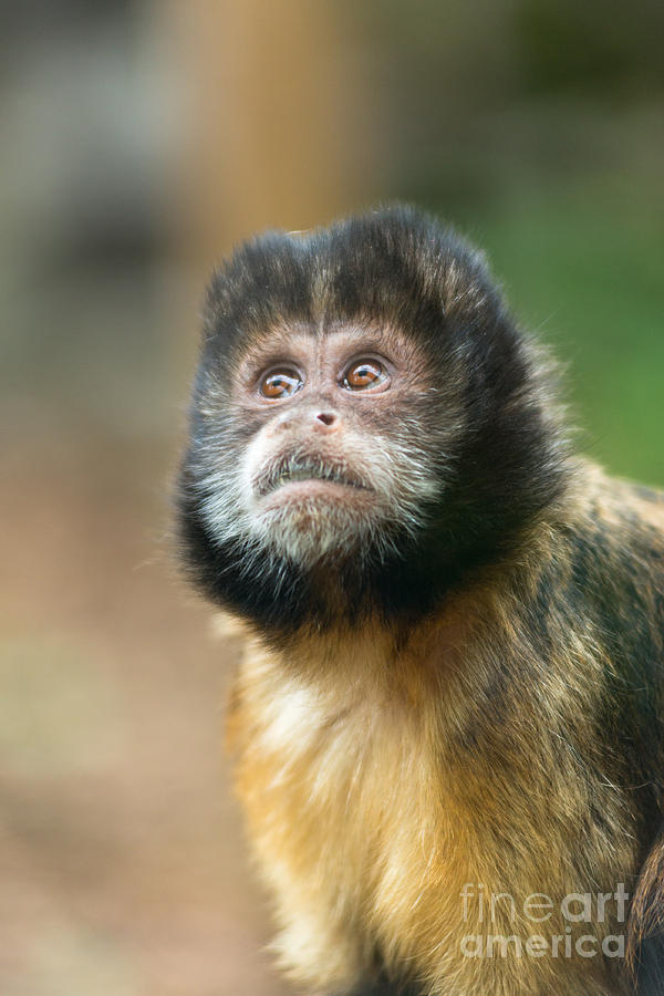 Capuchin monkey Photograph by Andrew Michael - Pixels