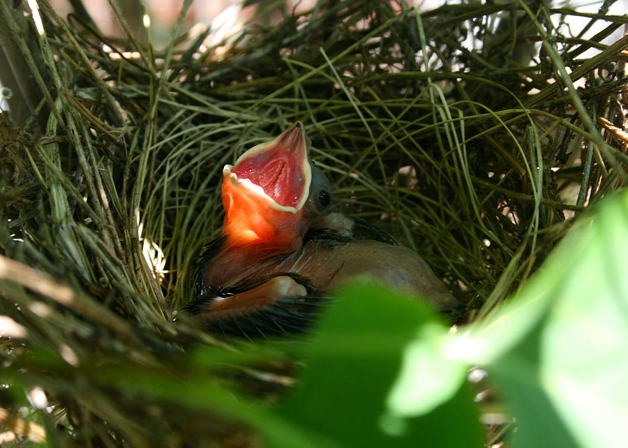 Cardinal Chick 1 Photograph by Melany Raubolt