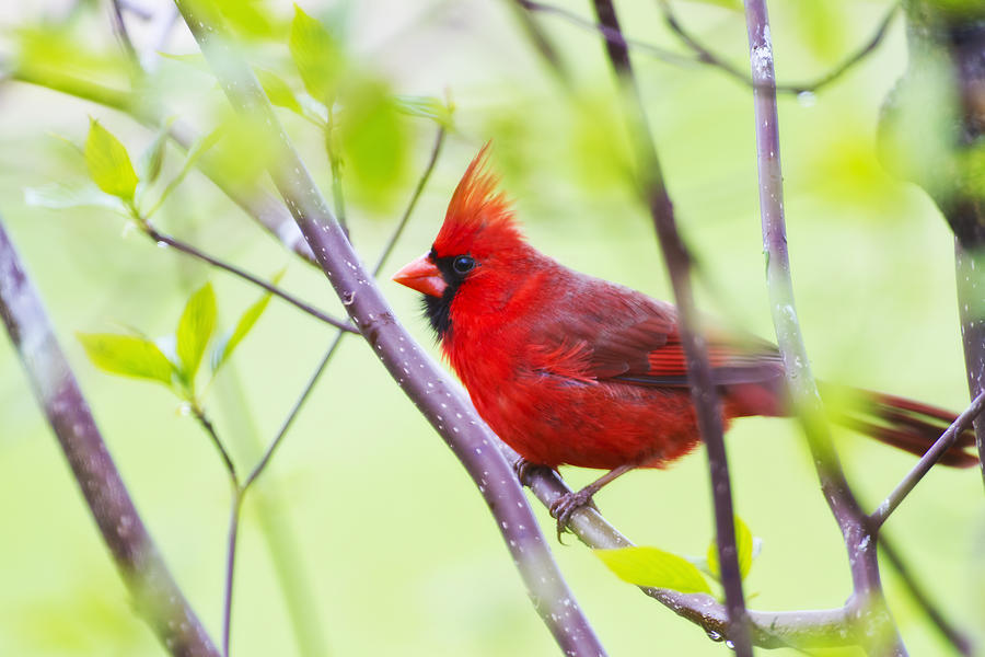 Cardinal In Spring Photograph by Straublund Photography