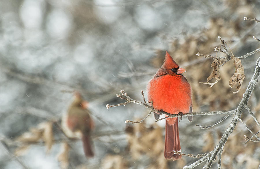 Cardinal Reflections Photograph by Katie Abrams - Fine Art America