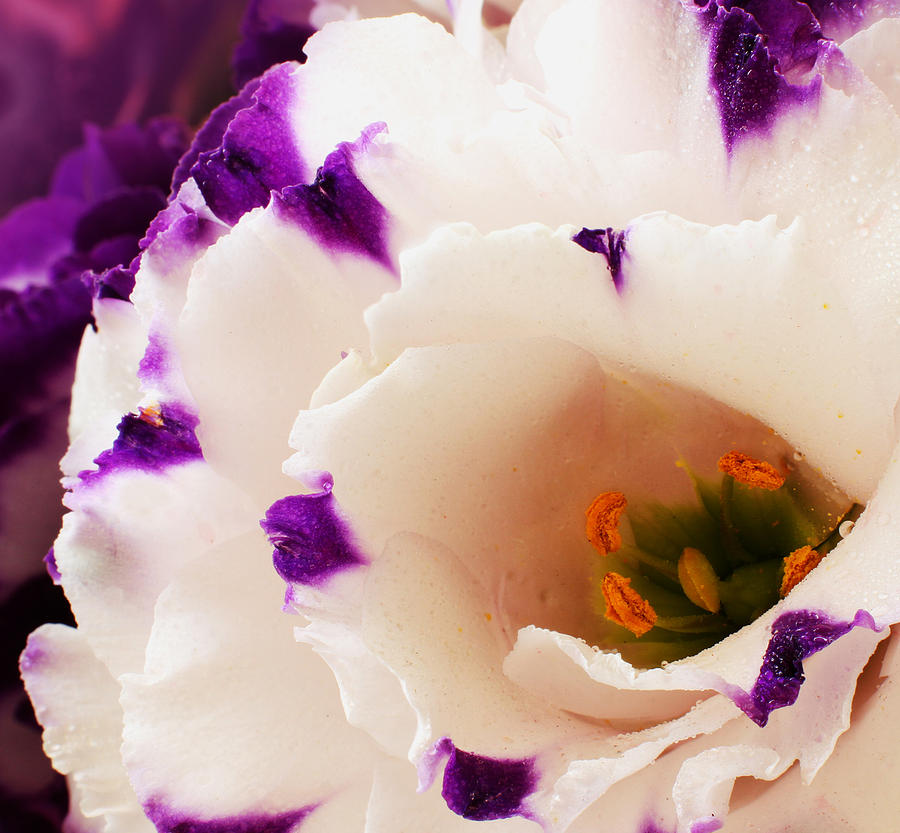 Carnation Photograph by Barnaby Chambers - Fine Art America