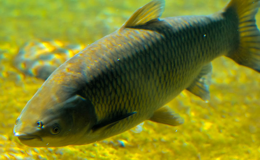 CARP diem Photograph by Brian Stevens - Fine Art America