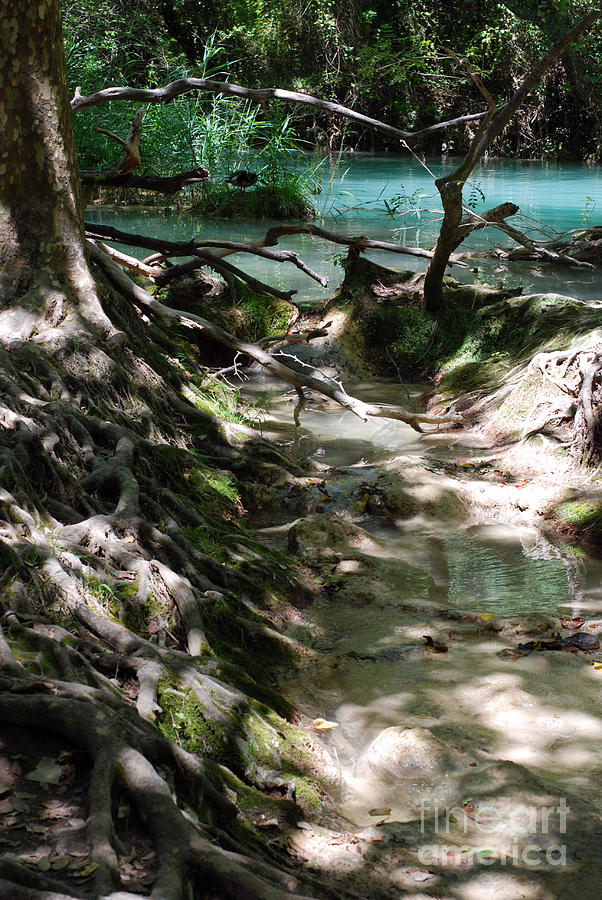 Cascade Branches Photograph by Andrea Simon - Fine Art America