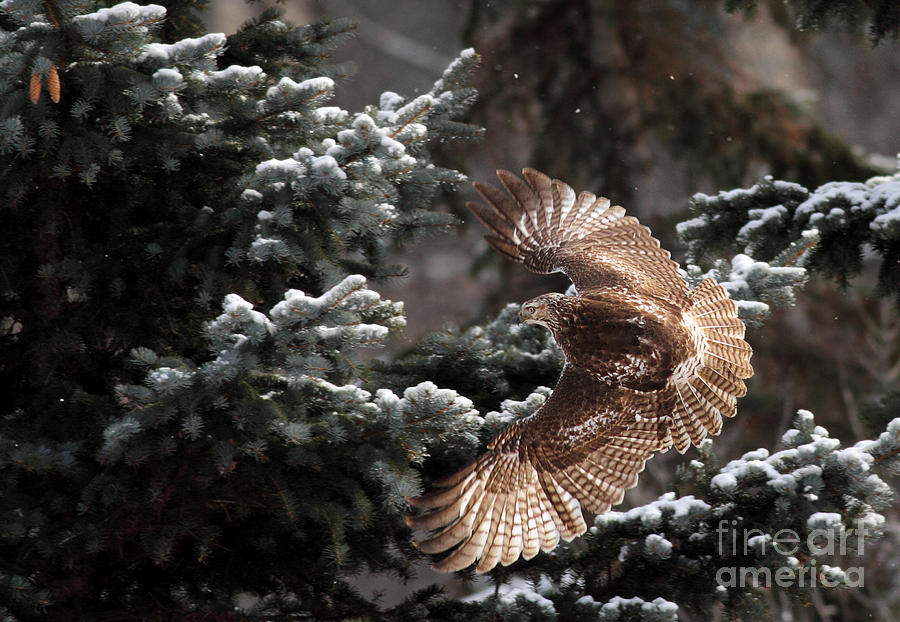 Catch The Light Photograph by Gary Fairhead | Fine Art America