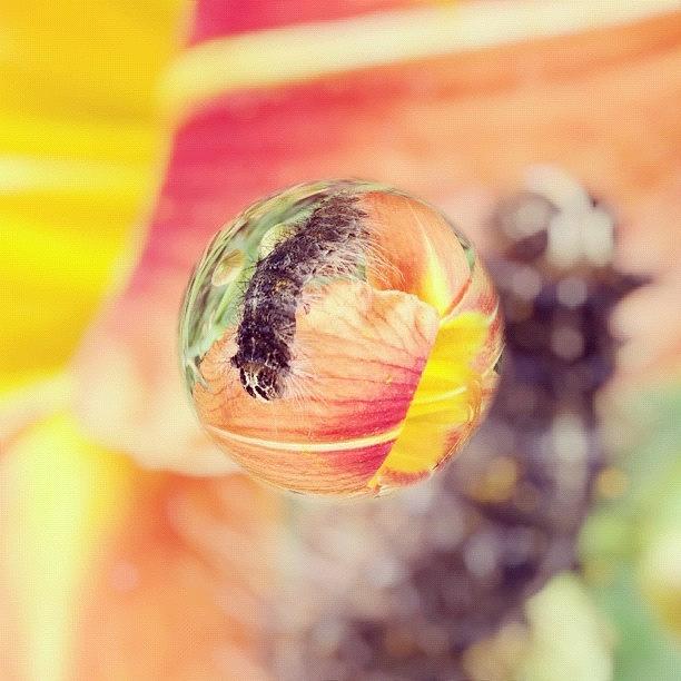Caterpillar Trapped In A Bubble Photograph by Daniel Ware - Fine Art ...