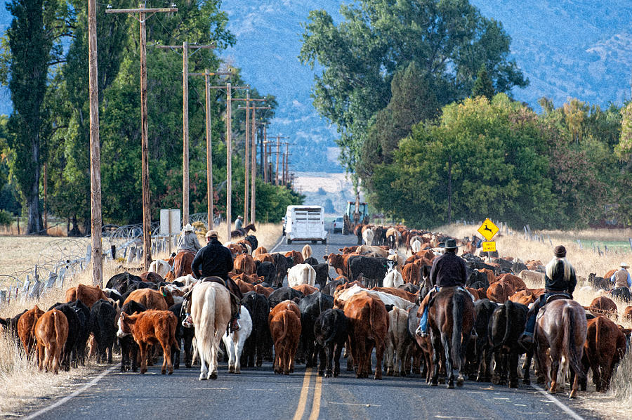 Cattle Drive Photograph by Gary Rose - Pixels
