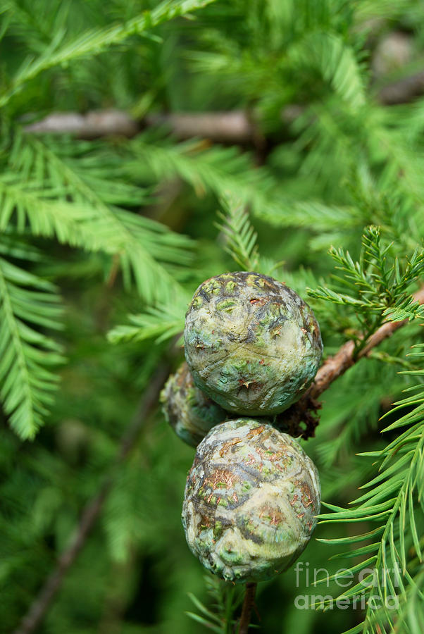 Cedar Tree Cones