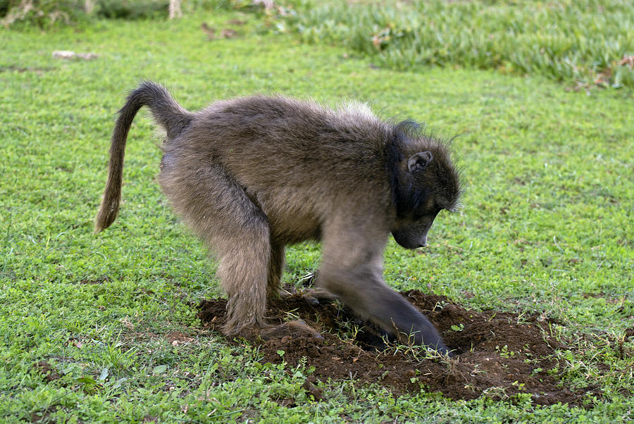 Chacma Baboon Digging Photograph by Peter Chadwick