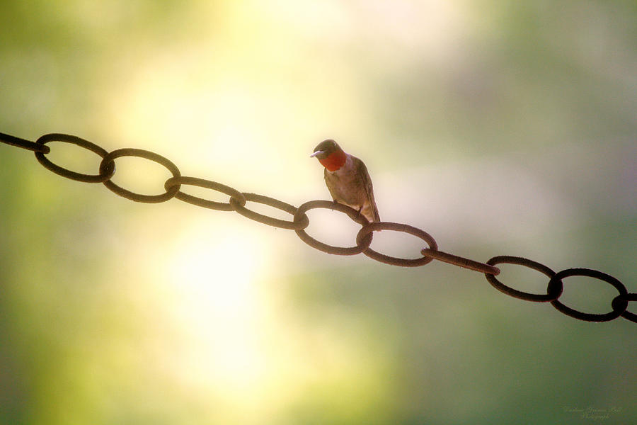 Chained Ruby Photograph by Darlene Bell - Fine Art America