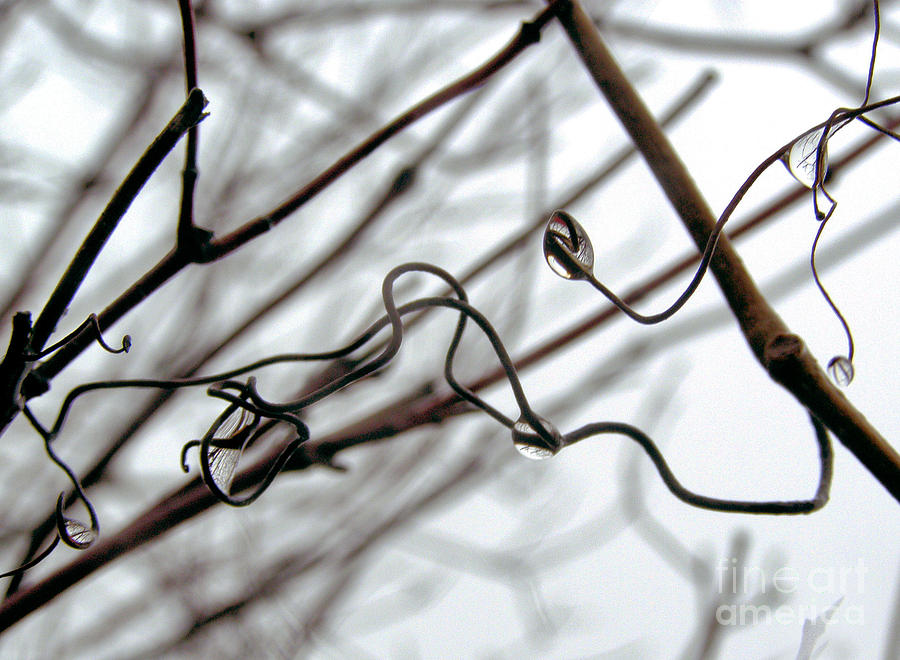 Changes - Raindrop Reflections Photograph by Angie Rea - Fine Art America