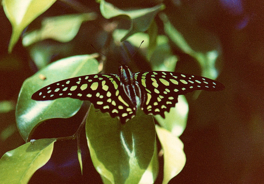 Checkered Swallowtail Photograph by Michael Reymann - Fine Art America
