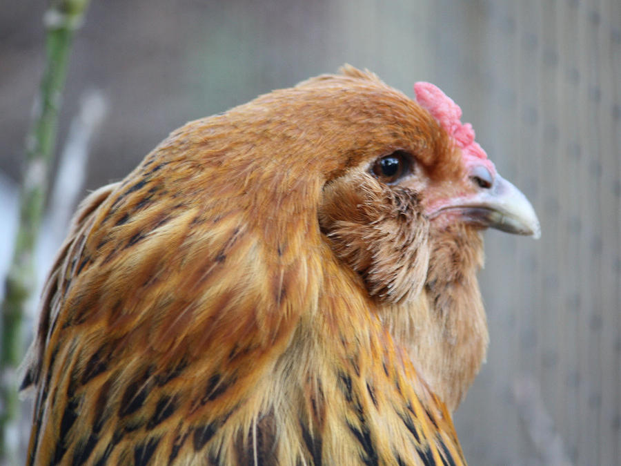 Cheeks Photograph by Cheryl Burkhardt - Fine Art America