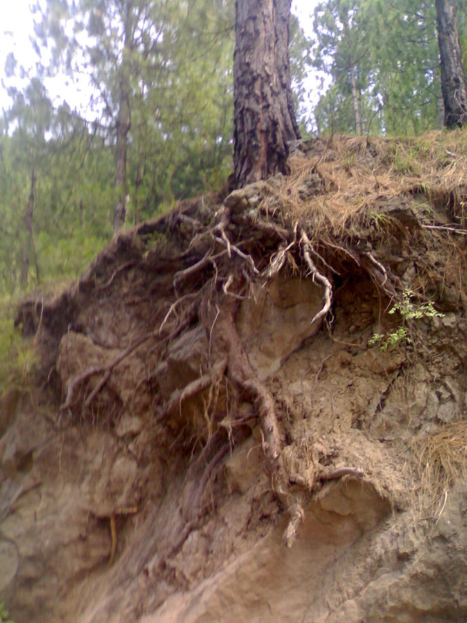 Cheer Tree Photograph by Adeel Khan - Fine Art America