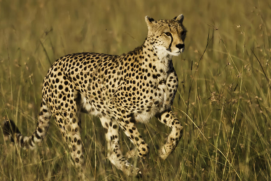 Cheetah Running Photograph by Manoj Shah - Fine Art America