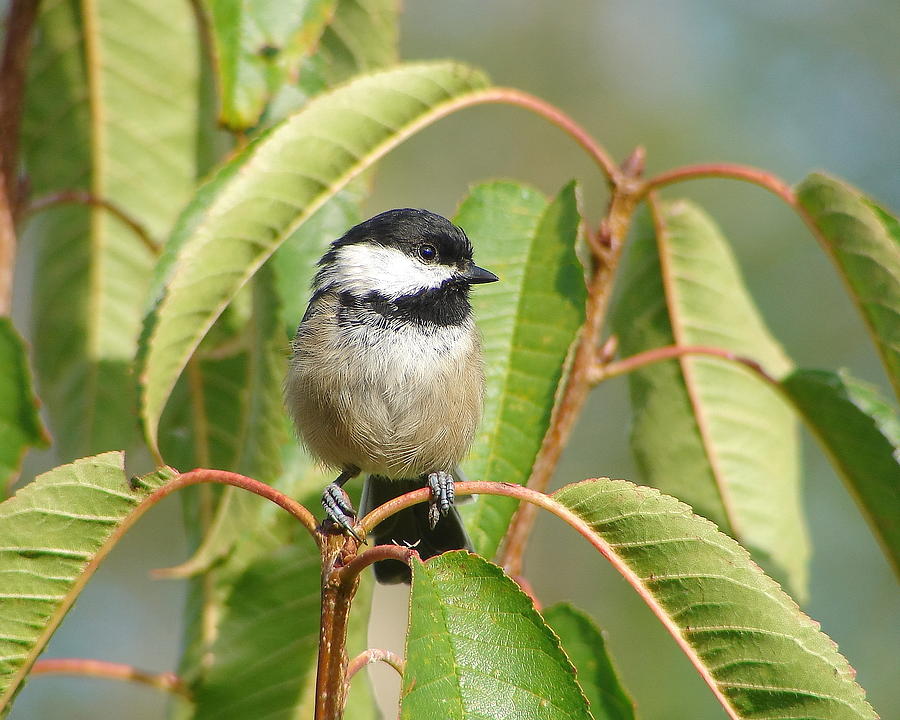Chickadee Photograph by Daryl Hanauer - Fine Art America
