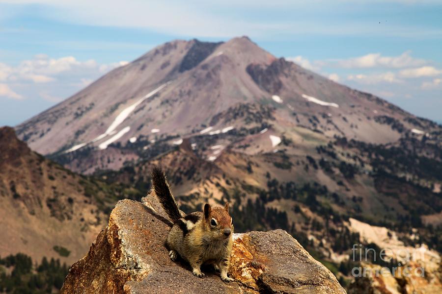 Chip Off The Ol' Block Photograph by Adam Jewell | Fine Art America