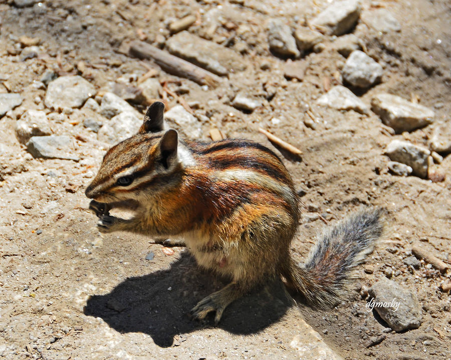 Chipmunk 0568 Photograph by David Mosby - Fine Art America